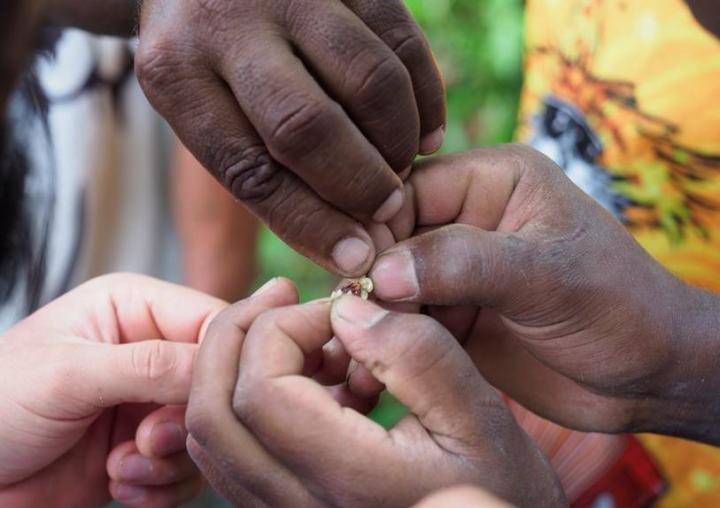 Hands of farmers - close up [IMAGE] | EurekAlert! Science News Releases