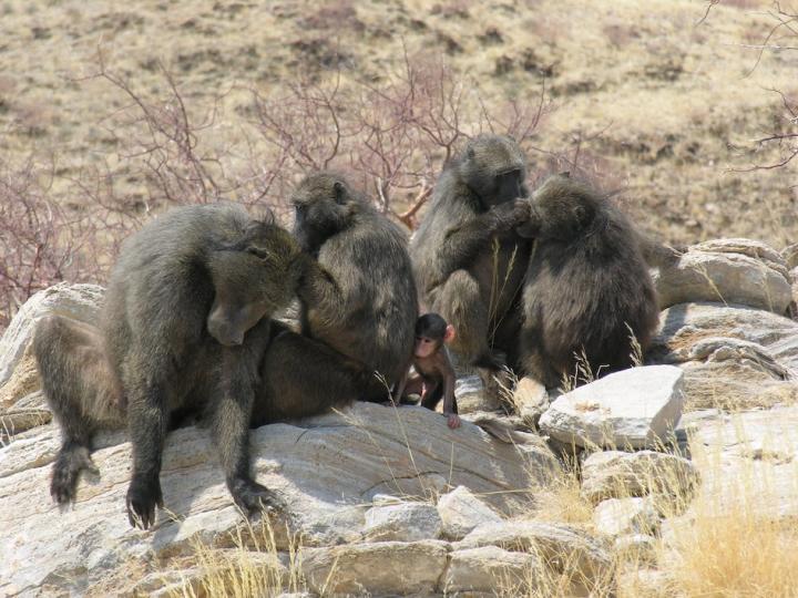 Baboons [IMAGE] | EurekAlert! Science News Releases