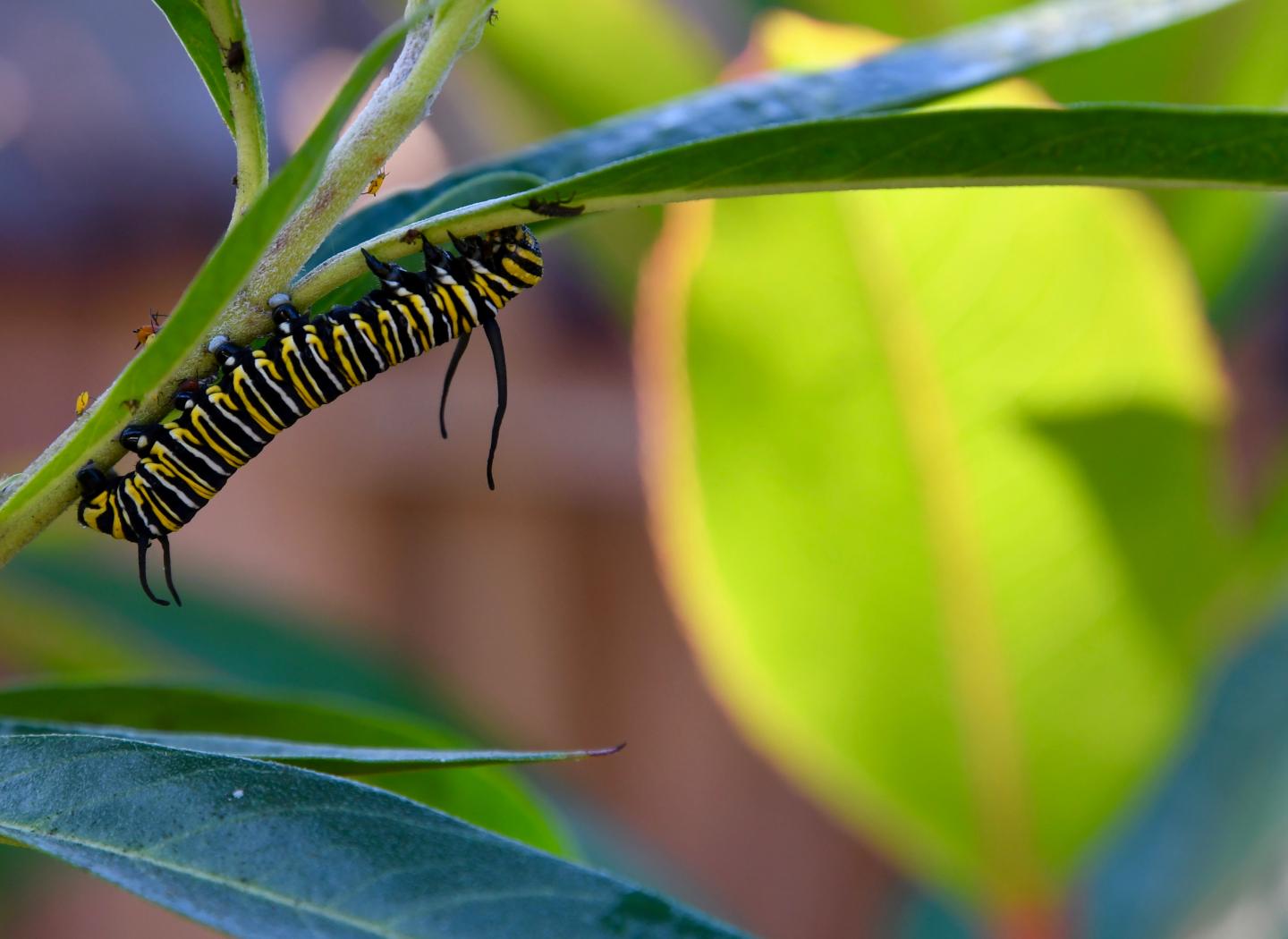 Monarch Caterpillar [IMAGE] | EurekAlert! Science News Releases