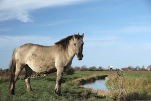 Fixing the fens | EurekAlert!