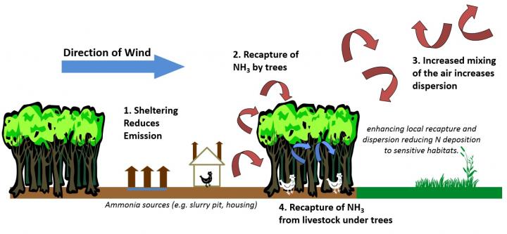 Ammonia Infographic [IMAGE] | EurekAlert! Science News Releases