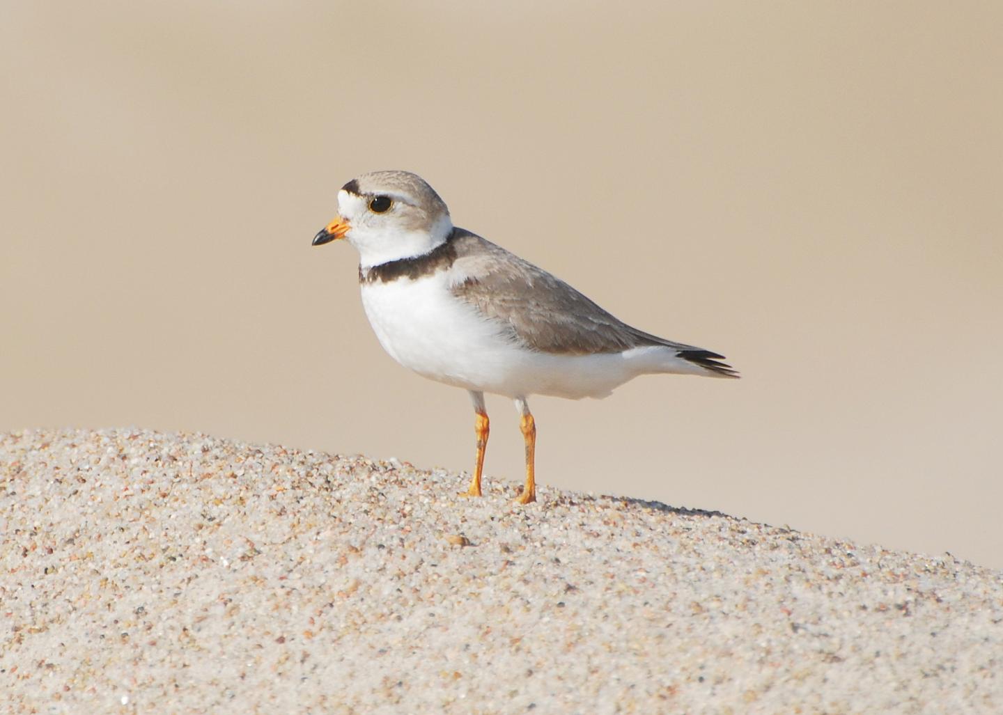 Piping plovers losing breeding habitat to wet | EurekAlert!