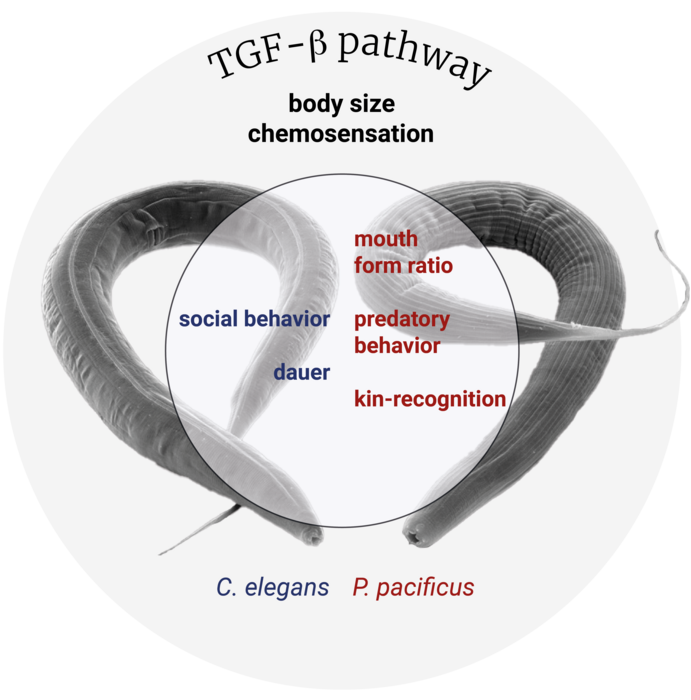 Schematic overview of TGF-ß si [IMAGE] | EurekAlert! Science News Releases