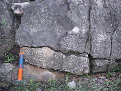 Carbonate Rock [IMAGE] | EurekAlert! Science News Releases