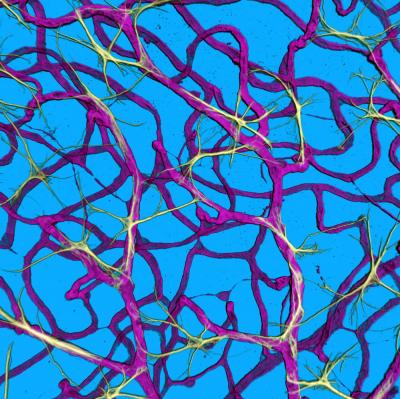 Retinal Vasculature [IMAGE] | EurekAlert! Science News Releases