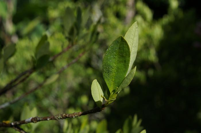 Coca Leaves [IMAGE] | EurekAlert! Science News Releases