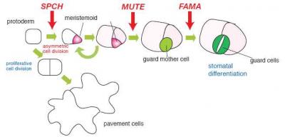 Stomata Development [IMAGE] | EurekAlert! Science News Releases