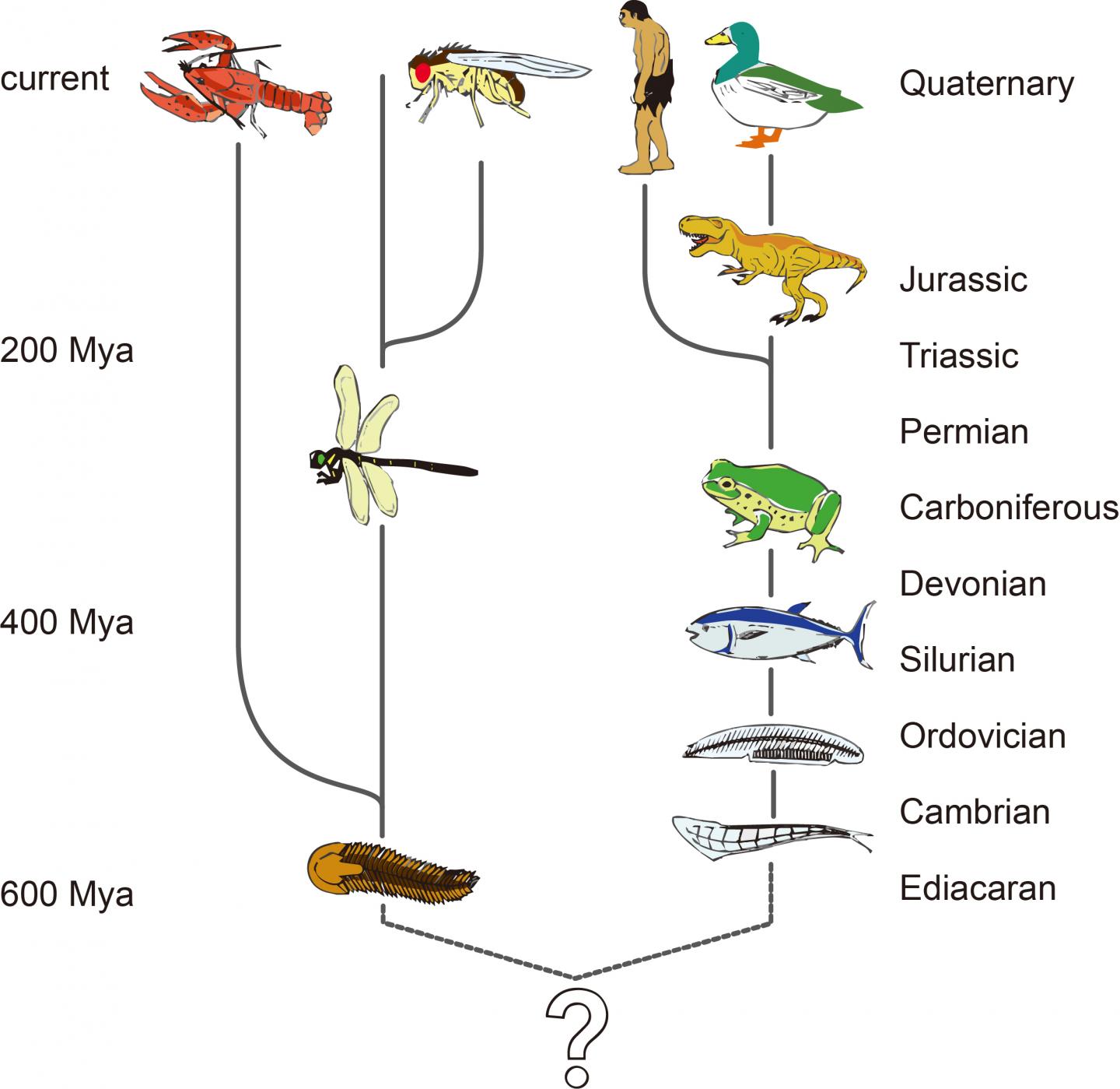 A Map of How Flies Sense Their Environment Pr | EurekAlert!