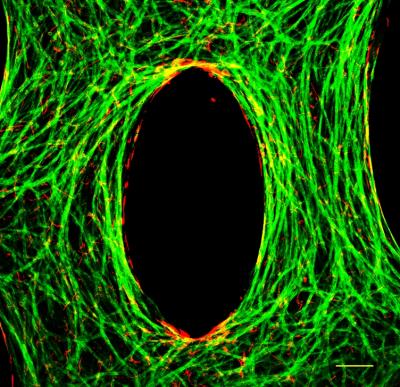 Cardiomyocytes [IMAGE] | EurekAlert! Science News Releases