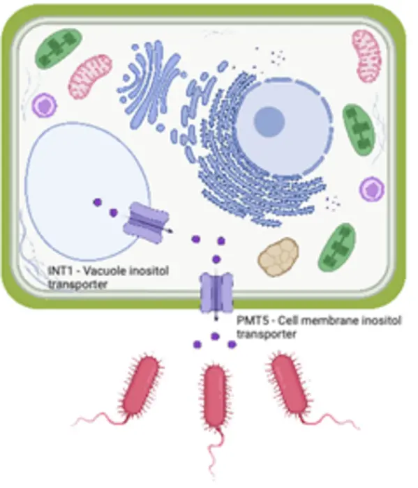 Signaling Across Kingdoms To B [image] Eurekalert Science News Releases