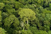 New Theory May Explain Consistent Tree Distri | EurekAlert!