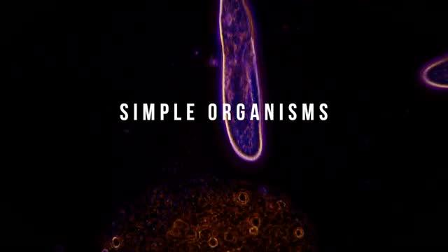 Simple Organisms; Complex Behaviors | EurekAlert!