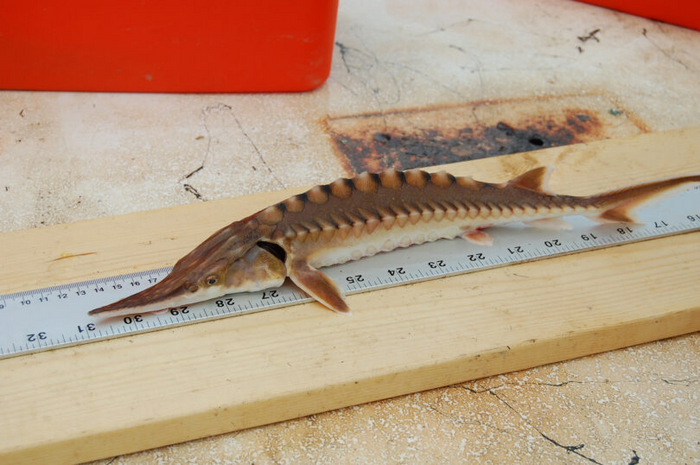 STURGEON 3 [IMAGE] | EurekAlert! Science News Releases