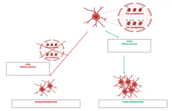 New study reveals unique histone tag in adult | EurekAlert!