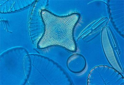 Ocean Bacteria Are Long-Distance Travelers | EurekAlert!