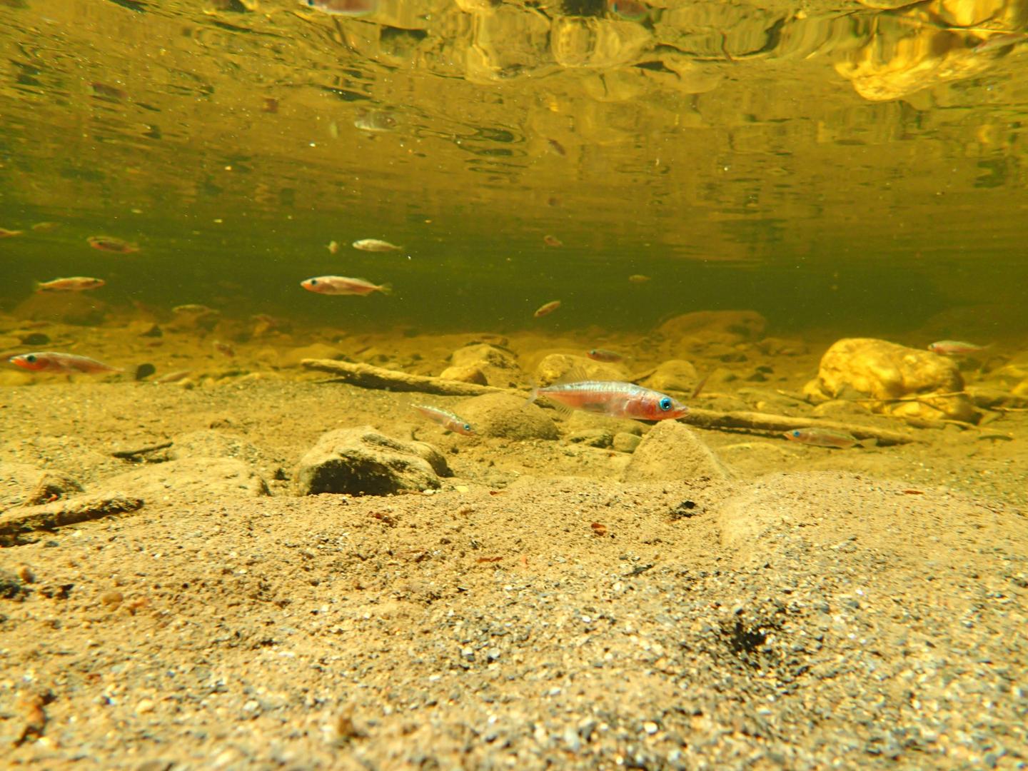 Threespine stickleback fish gr [IMAGE] | EurekAlert! Science News Releases