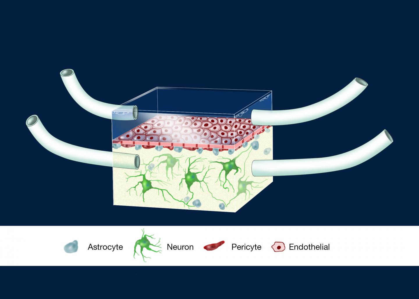 NVU on a Chip [IMAGE] | EurekAlert! Science News Releases