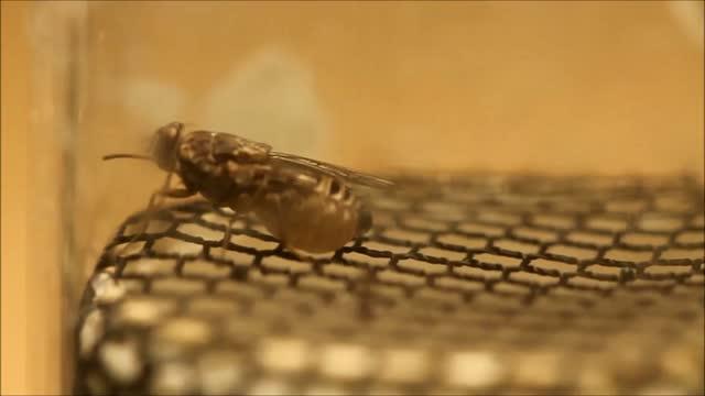 Tsetse Fly Genome Could Help Combat Sleeping | EurekAlert!