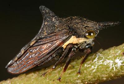 Nessorhinus gracilis , a [IMAGE] | EurekAlert! Science News Releases