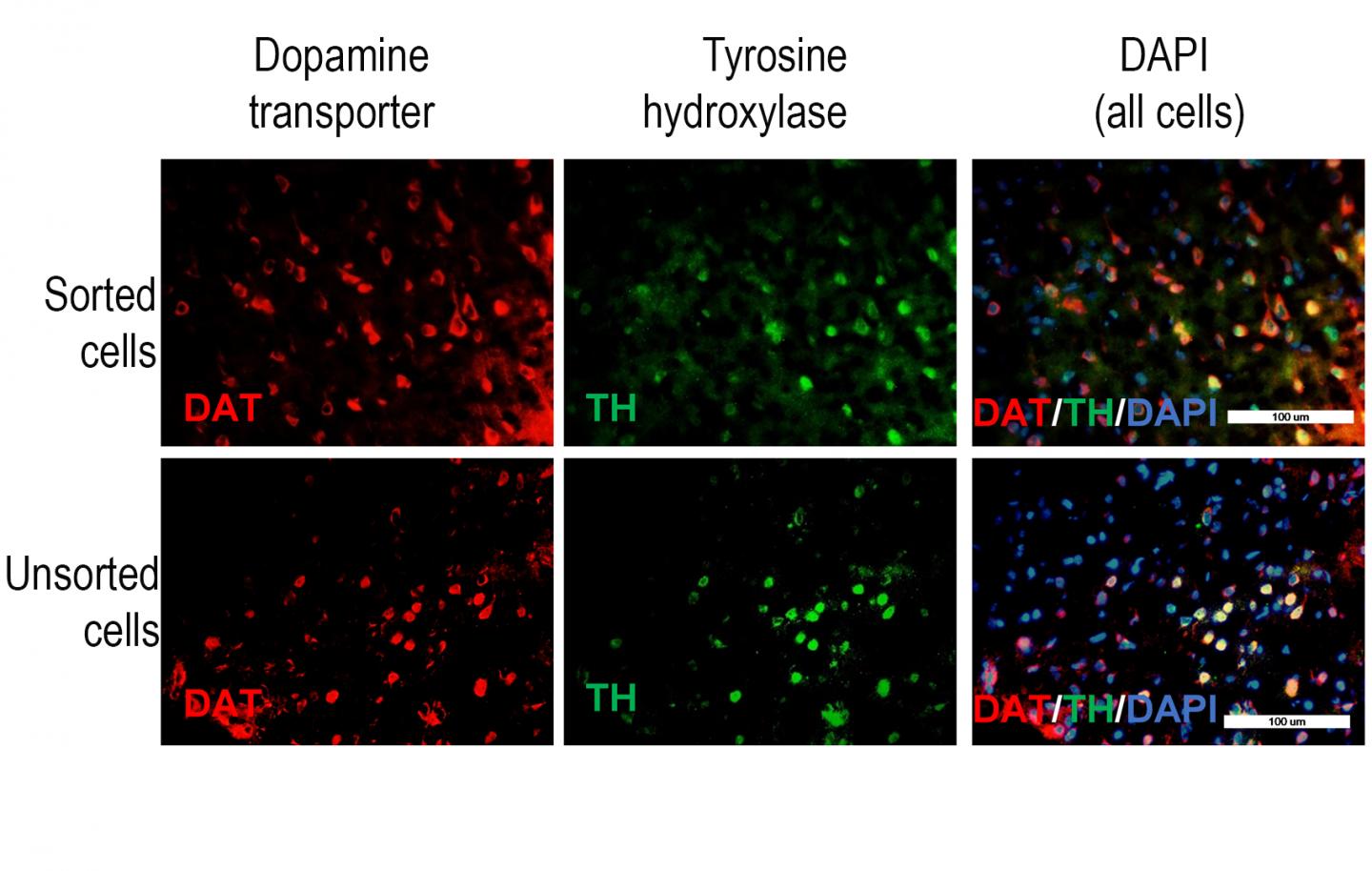 Cell Sorting Improves Cell Rep [IMAGE] | EurekAlert! Science News Releases