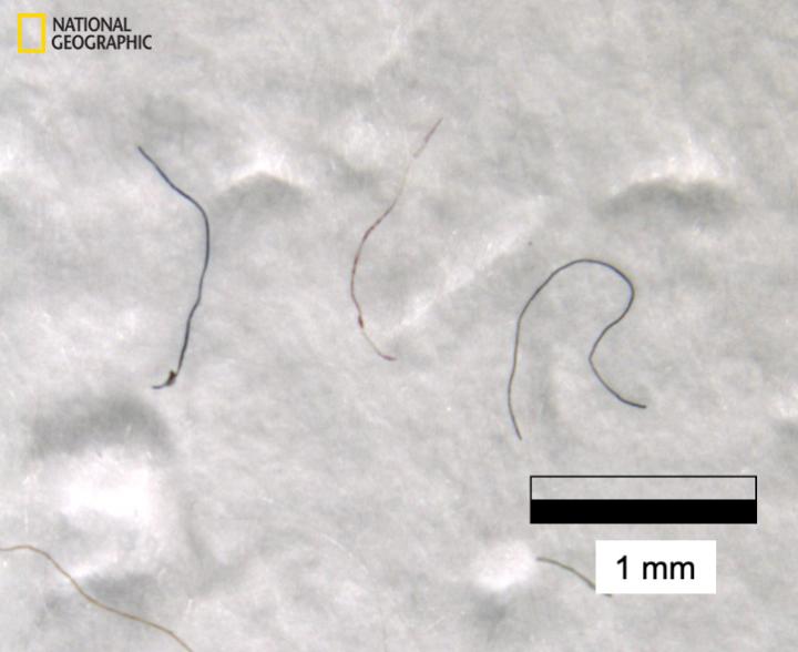 Microplastic fibers [IMAGE] | EurekAlert! Science News Releases