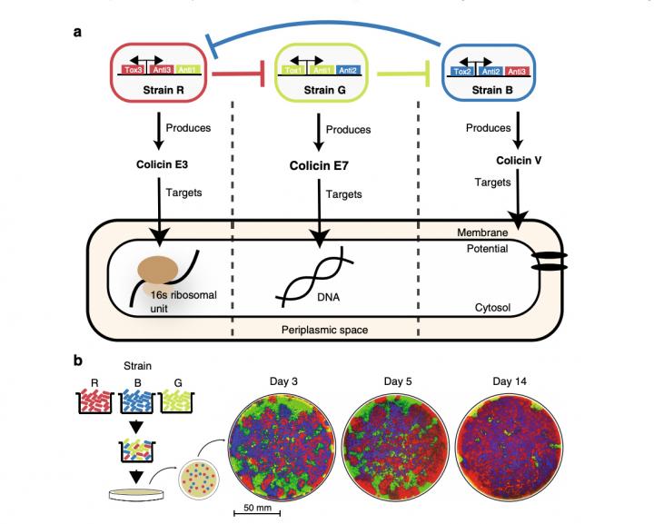 Diagram of engineered strains [IMAGE] | EurekAlert! Science News Releases