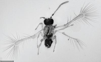 Tinkerbella nana [IMAGE] | EurekAlert! Science News Releases