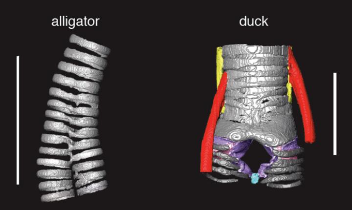 Larynx and Syrinx [IMAGE] | EurekAlert! Science News Releases