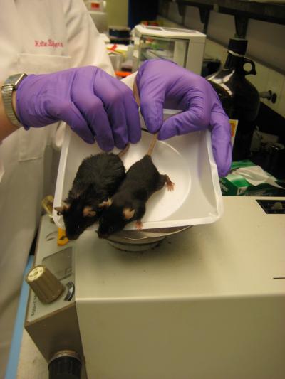 Mice [image] Eurekalert Science News Releases