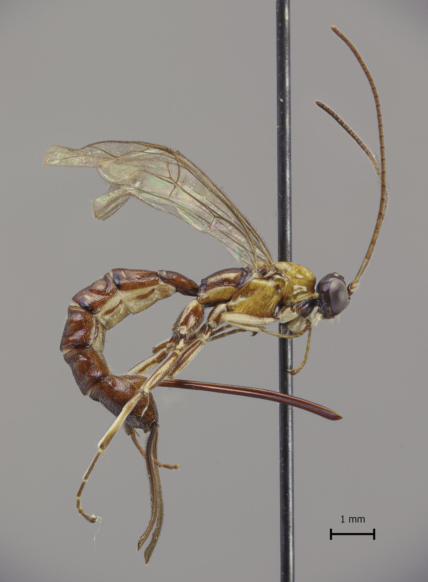 New wasp species with a giant stinger discove | EurekAlert!