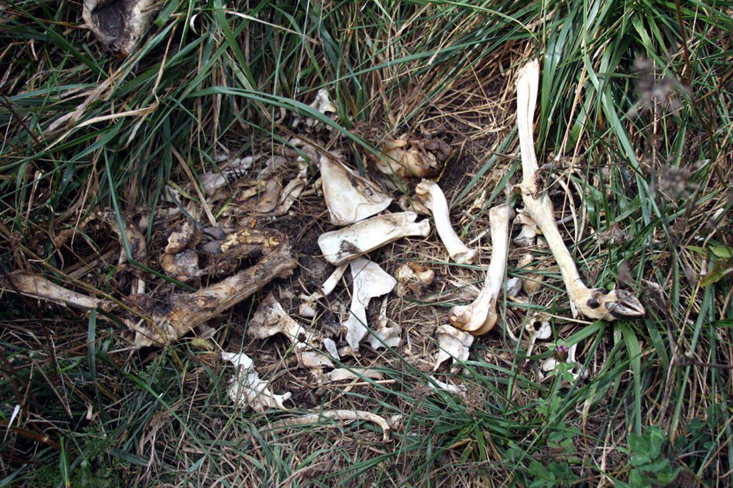 Decaying Road Kill Deer [IMAGE] | EurekAlert! Science News Releases