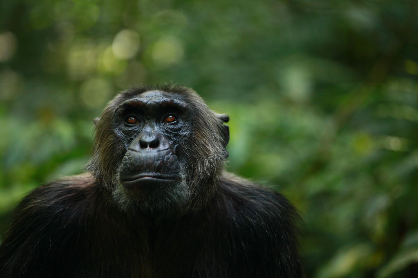 Chimps and Bonobos Had a Fling [IMAGE] | EurekAlert! Science News Releases