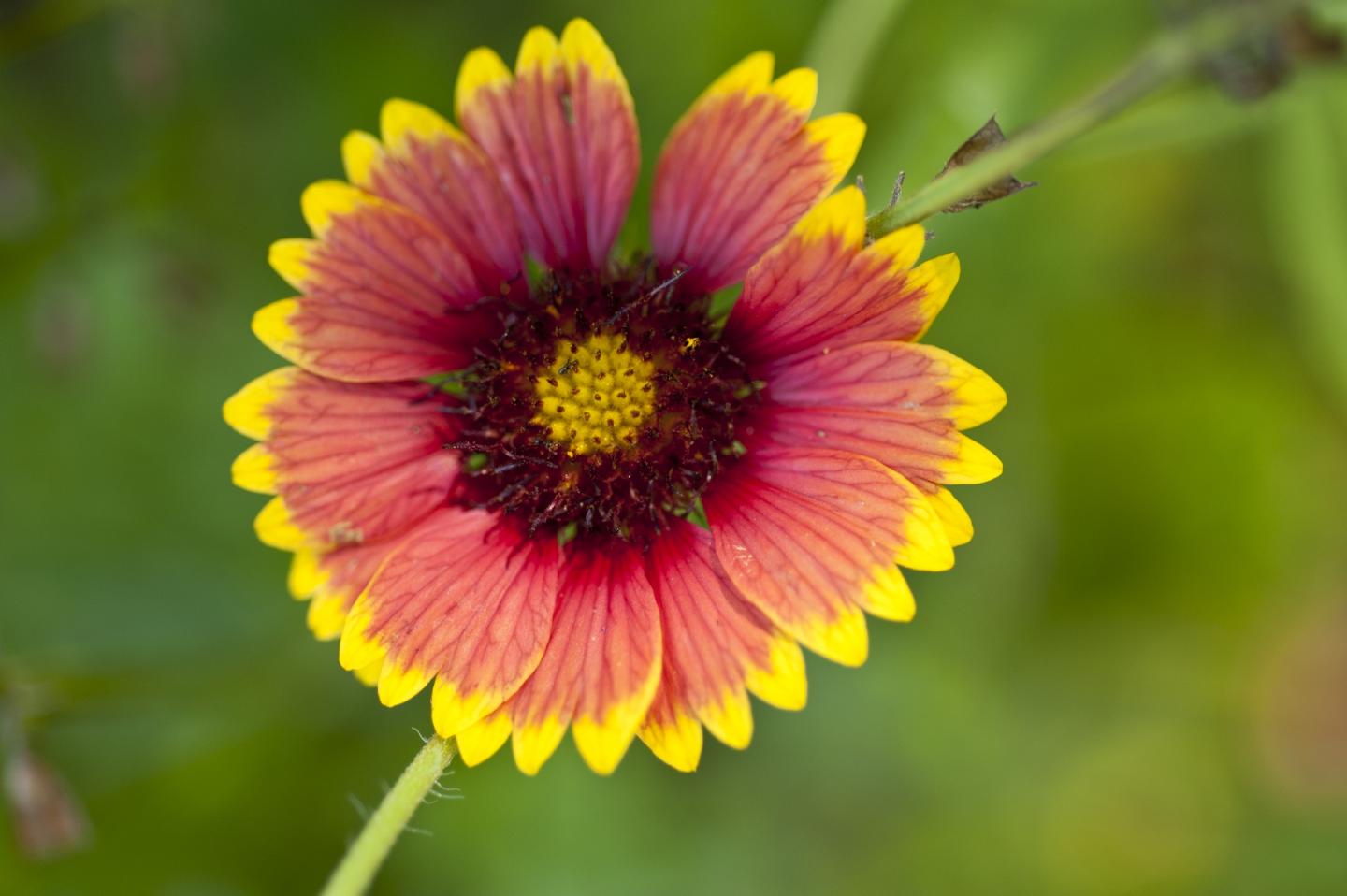 Tracing Genome Duplication and [IMAGE] | EurekAlert! Science News Releases