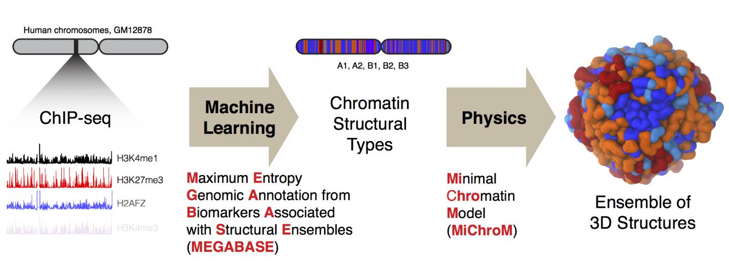 Chromosome (1 of 2) [IMAGE] | EurekAlert! Science News Releases