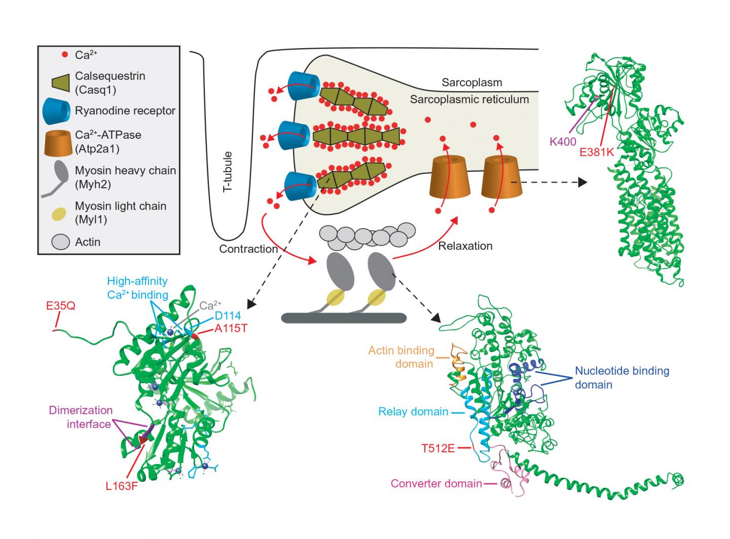 Uncovered: A Link Between Echo [IMAGE] | EurekAlert! Science News Releases