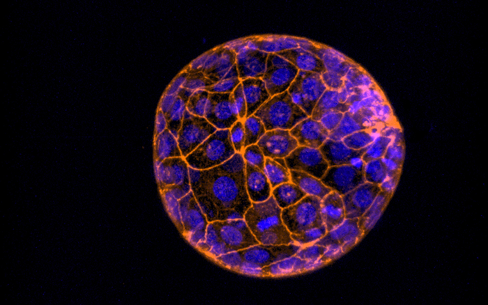 Embryo [IMAGE] | EurekAlert! Science News Releases