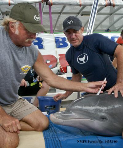 Dolphin genetic study provides revelations | EurekAlert!