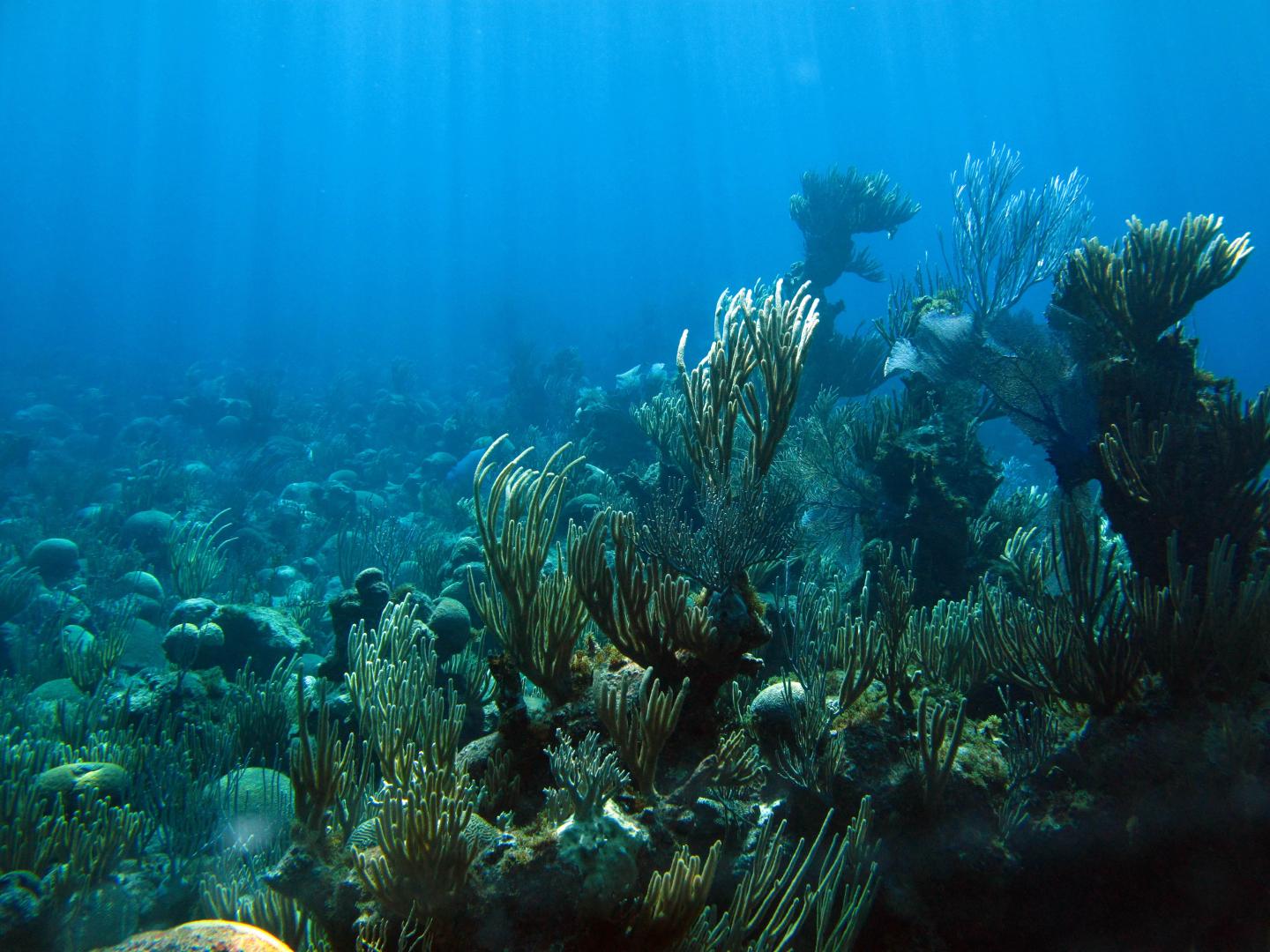 Temperature, It Turns Out, Greatly Influences | EurekAlert!