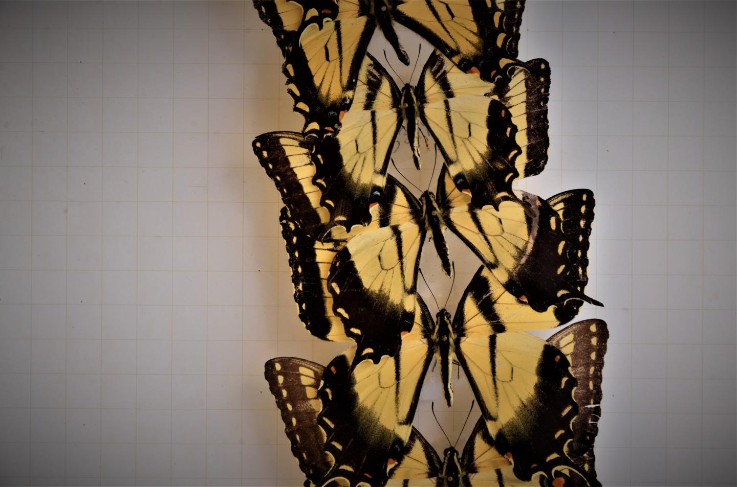 Pinned Tiger Swallowtail Butte [IMAGE] | EurekAlert! Science News Releases