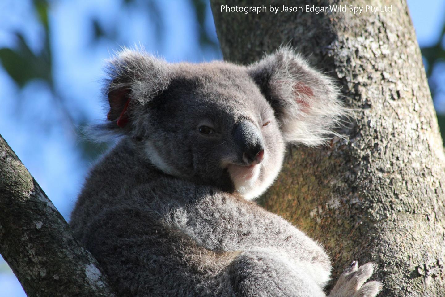 Can you teach koalas new tricks? | EurekAlert!