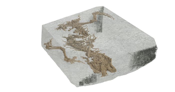 Fossil scan [IMAGE] | EurekAlert! Science News Releases