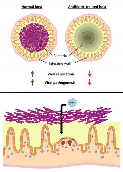 How Harmless Bacteria Gives Some Viruses a Bo | EurekAlert!