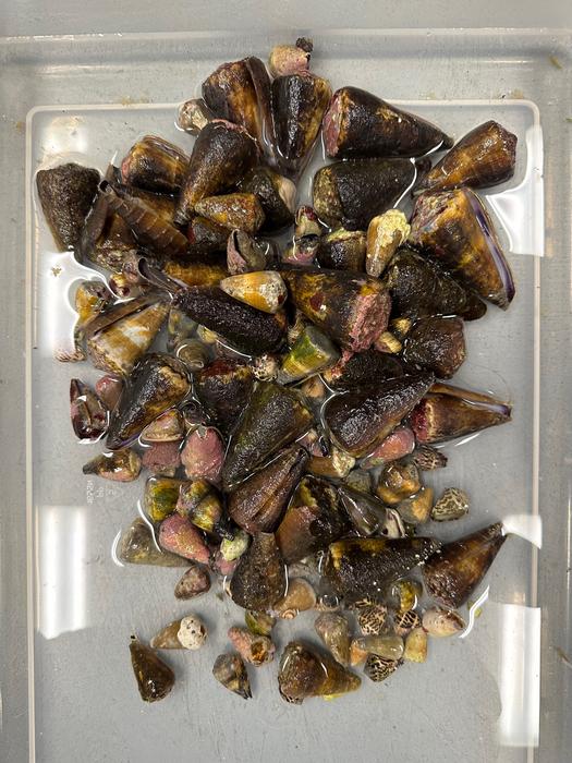 A fresh batch of cone snails. [IMAGE] | EurekAlert! Science News Releases
