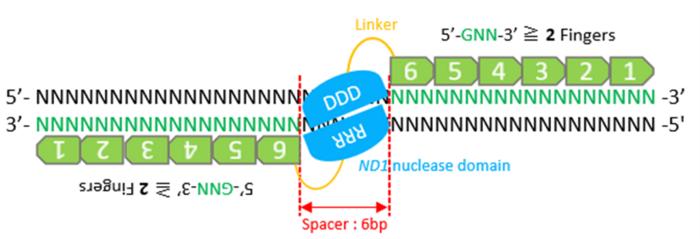 Zinc Finger Nucleases [IMAGE] | EurekAlert! Science News Releases
