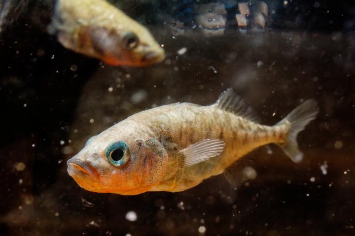 Three-Spined Stickleback Fish [IMAGE] | EurekAlert! Science News Releases