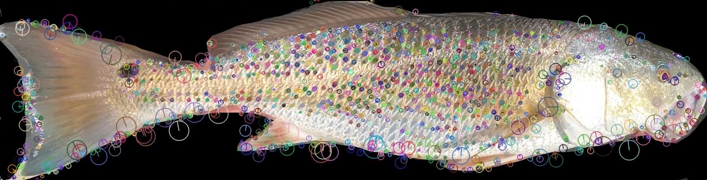 VIMS scientists want to hear your fish tales. | EurekAlert!