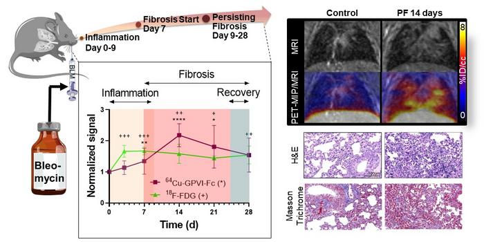 Preclinical molecular imaging [IMAGE] | EurekAlert! Science News Releases