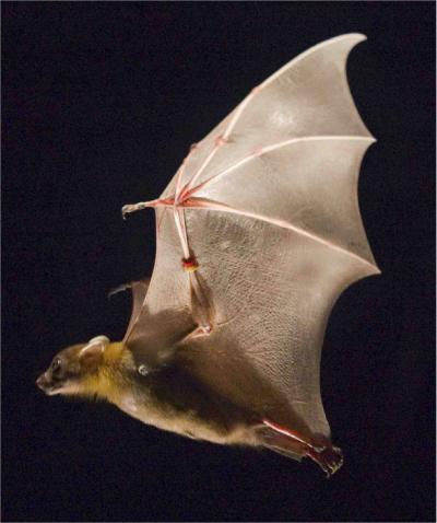 Bats in flight reveal unexpected aerodynamics | EurekAlert!
