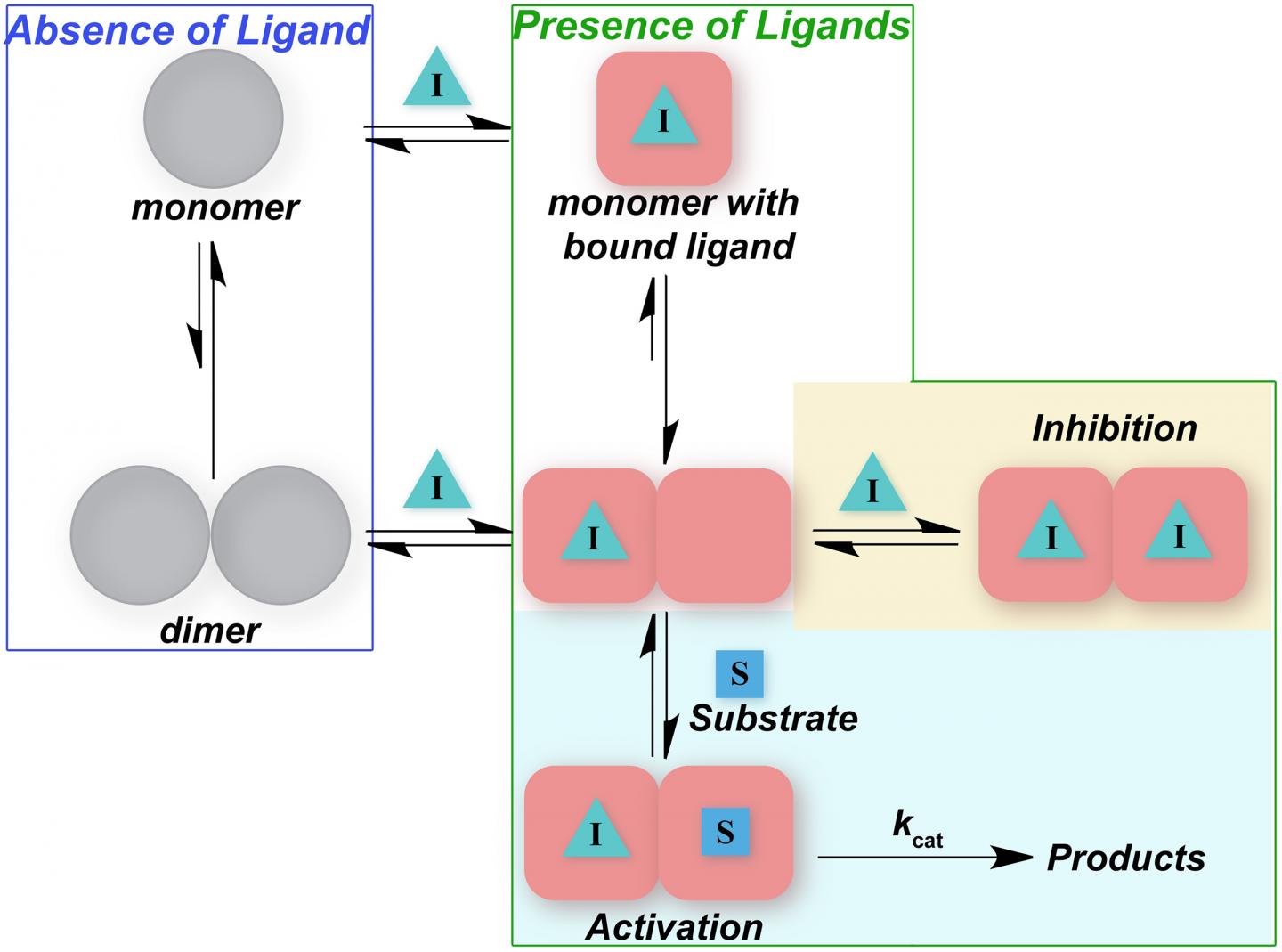 MERS Enzyme Behavior Graphic [IMAGE] | EurekAlert! Science News Releases