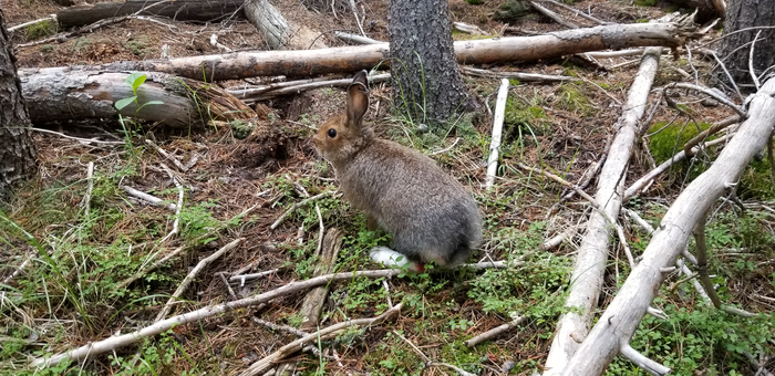 Cameras reveal snowshoe hare density | EurekAlert!